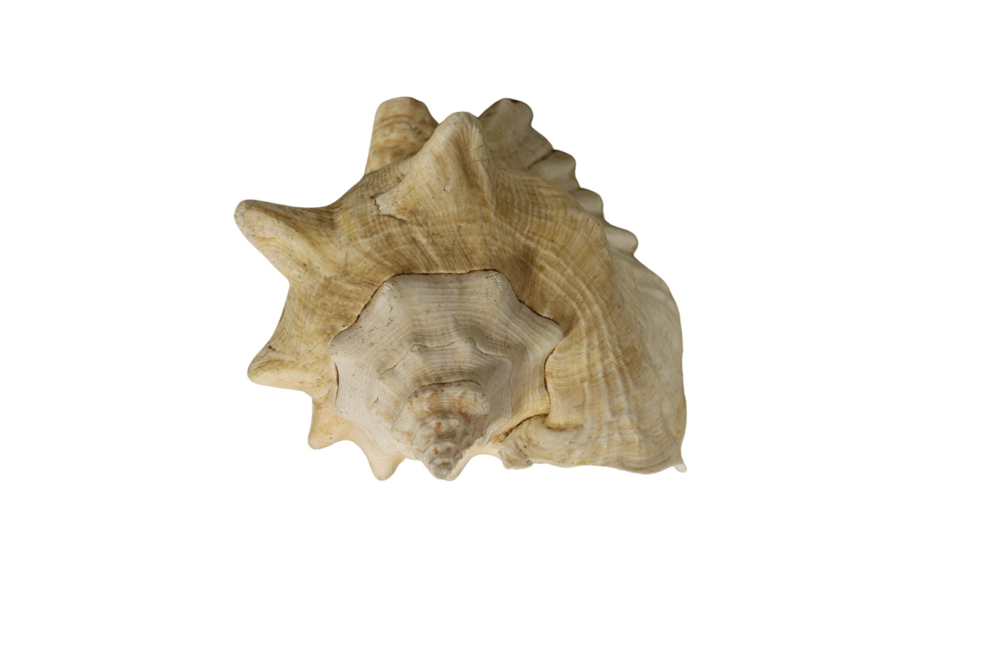 Large Big Conch Sea Shell Pink Mollusk Queen Snail Seashell Ocean Beach ...