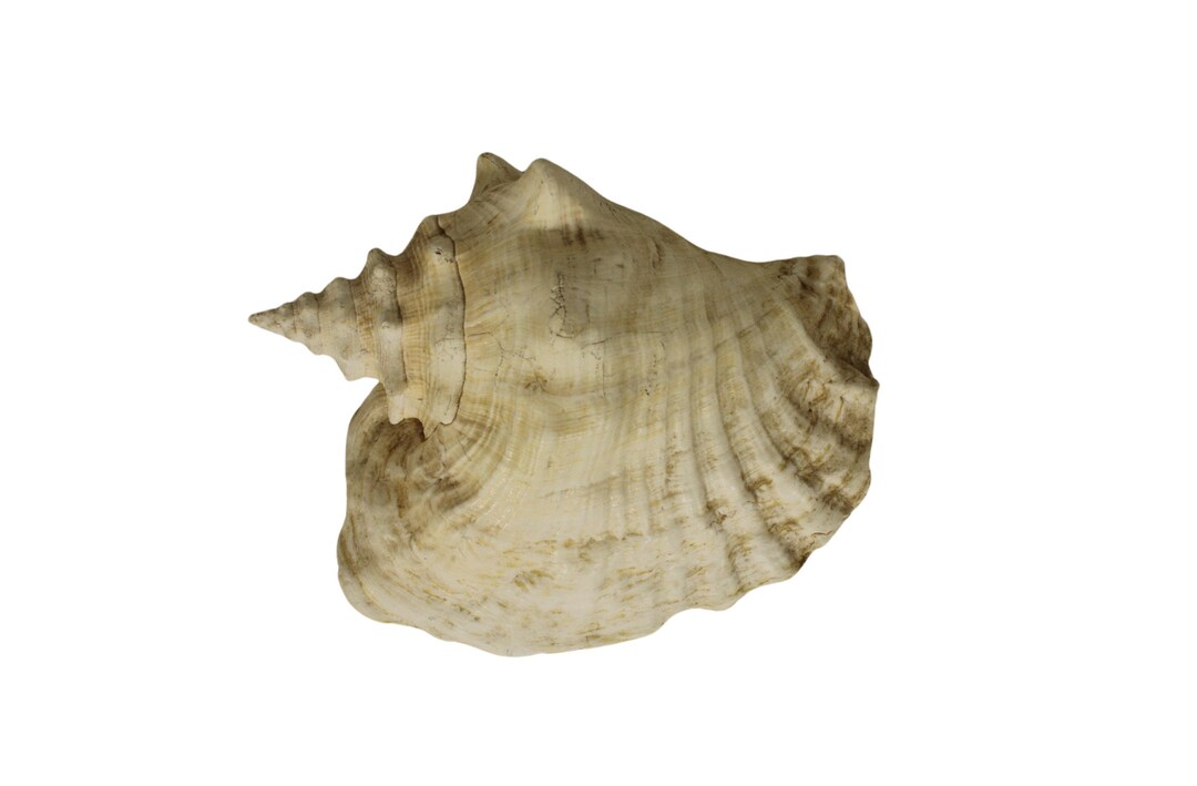Large Big Conch Sea Shell Pink Mollusk Queen Snail Seashell Ocean Beach ...