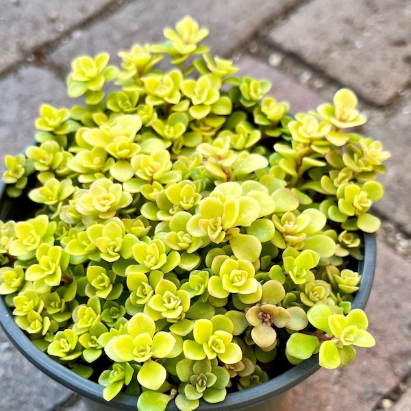 Golden Sedum - Etsy