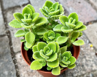 Plectranthus Tomentosa / Vicks Plant - Etsy