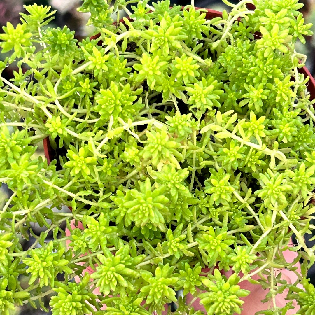 One 4 Sedum Gold Moss Tokyo Sun Pot Stonecrop for Fairy Garden ...