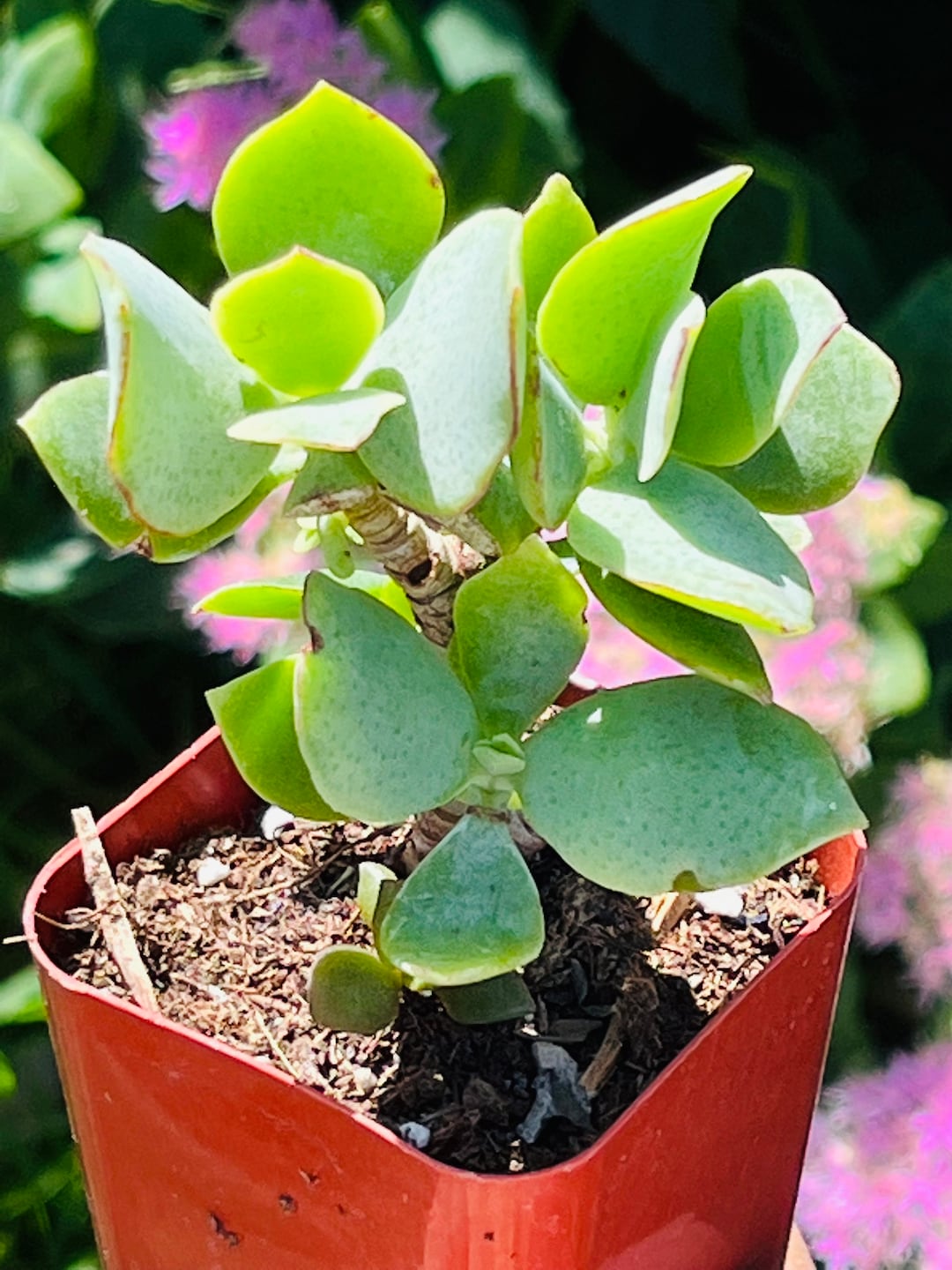 One 2 Jade Ripple Jade Wave Plant Fairy Garden DIY - Etsy