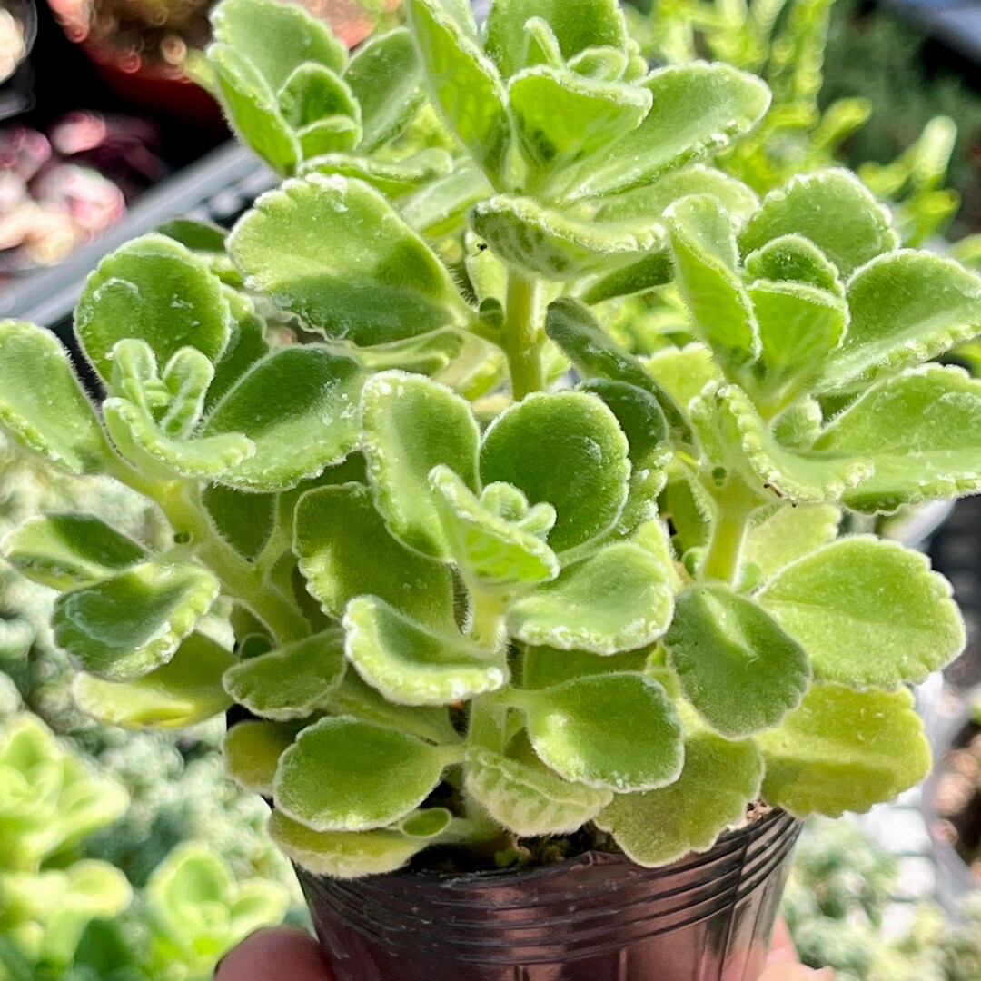 One 2 Pot Vicks Plant Plectranthus Tometosa for Fairy Garden ...