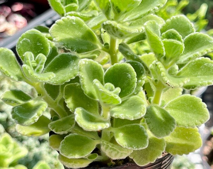 Vicks Plant, Plectranthus Tomentosa, Rare Herb/ Succulent With Pleasant ...