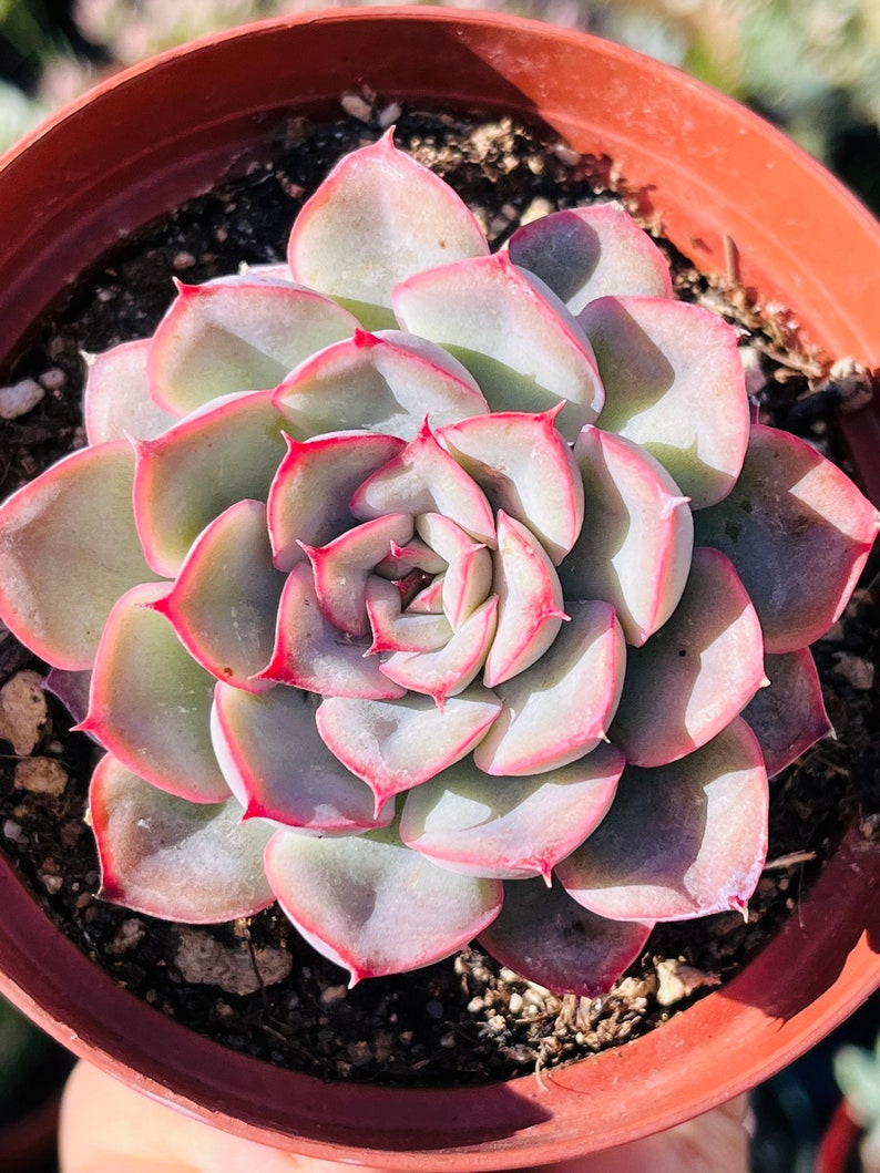 One 4 Pot Echeveria Orion Rare Succulent Patio Fairy Garden - Etsy