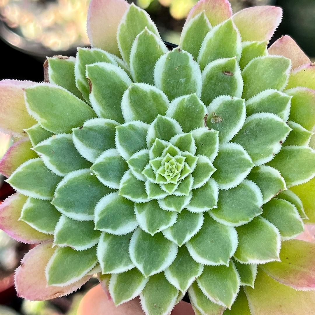 One 2.7 Pot Aeonium Hybrid Emerald Ice Succulents for Fairy Garden ...