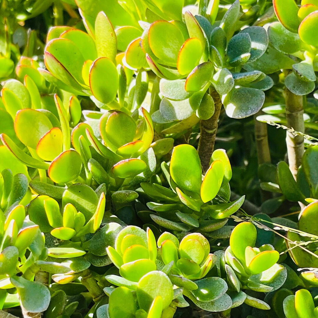 12+ Crassula Ovata Mini Jade Plant Cuttings Unrooted for Fairy Garden ...