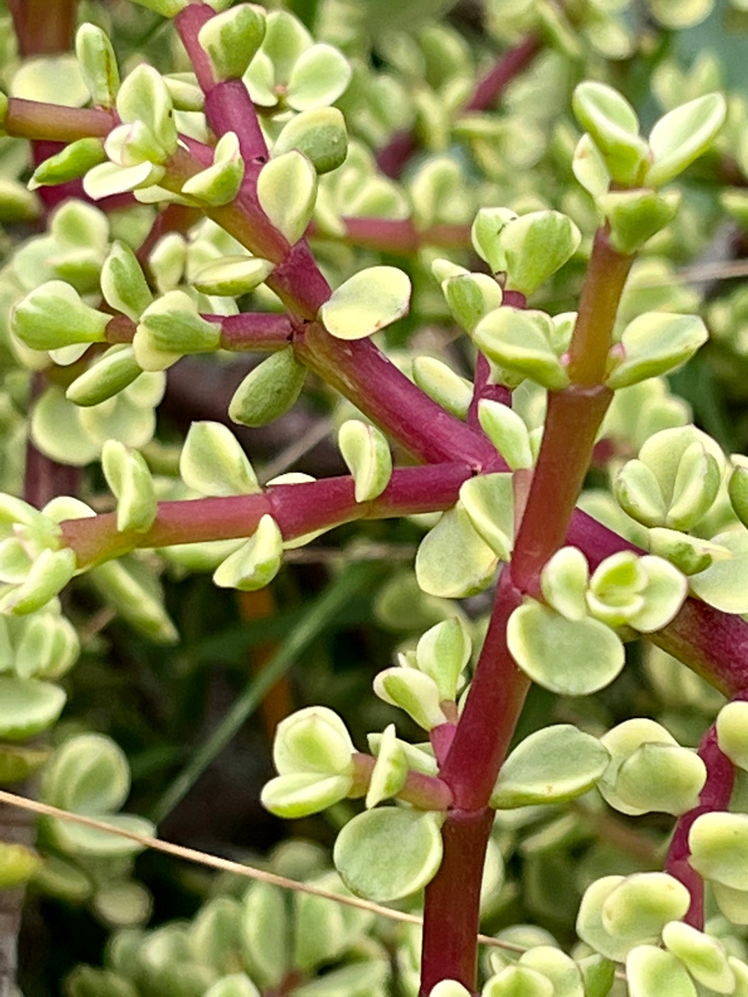 Variegated Elephant Bush Succulent Cuttings (unrooted) - Etsy