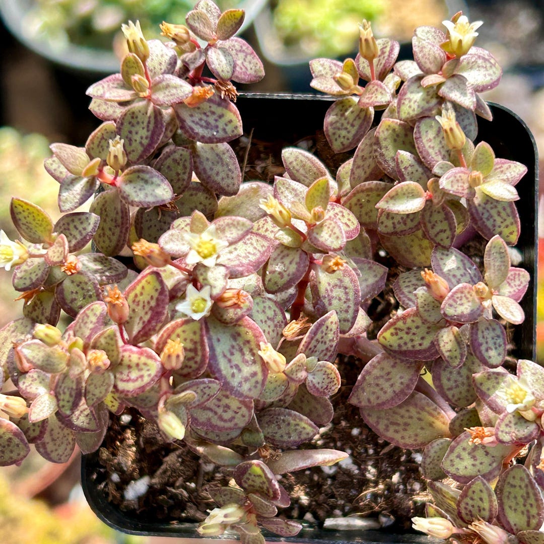 One 3” Pot Crassula Volkensii Plant Rare Succulent Fairy Garden - Etsy