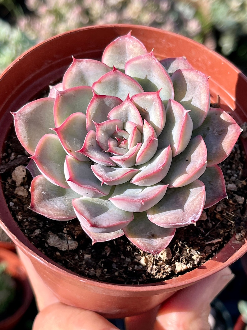 One 4 Pot Echeveria Orion Rare Succulent Patio Fairy Garden - Etsy