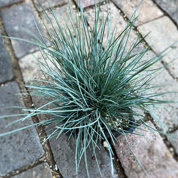 Blue Grass Plants - Etsy