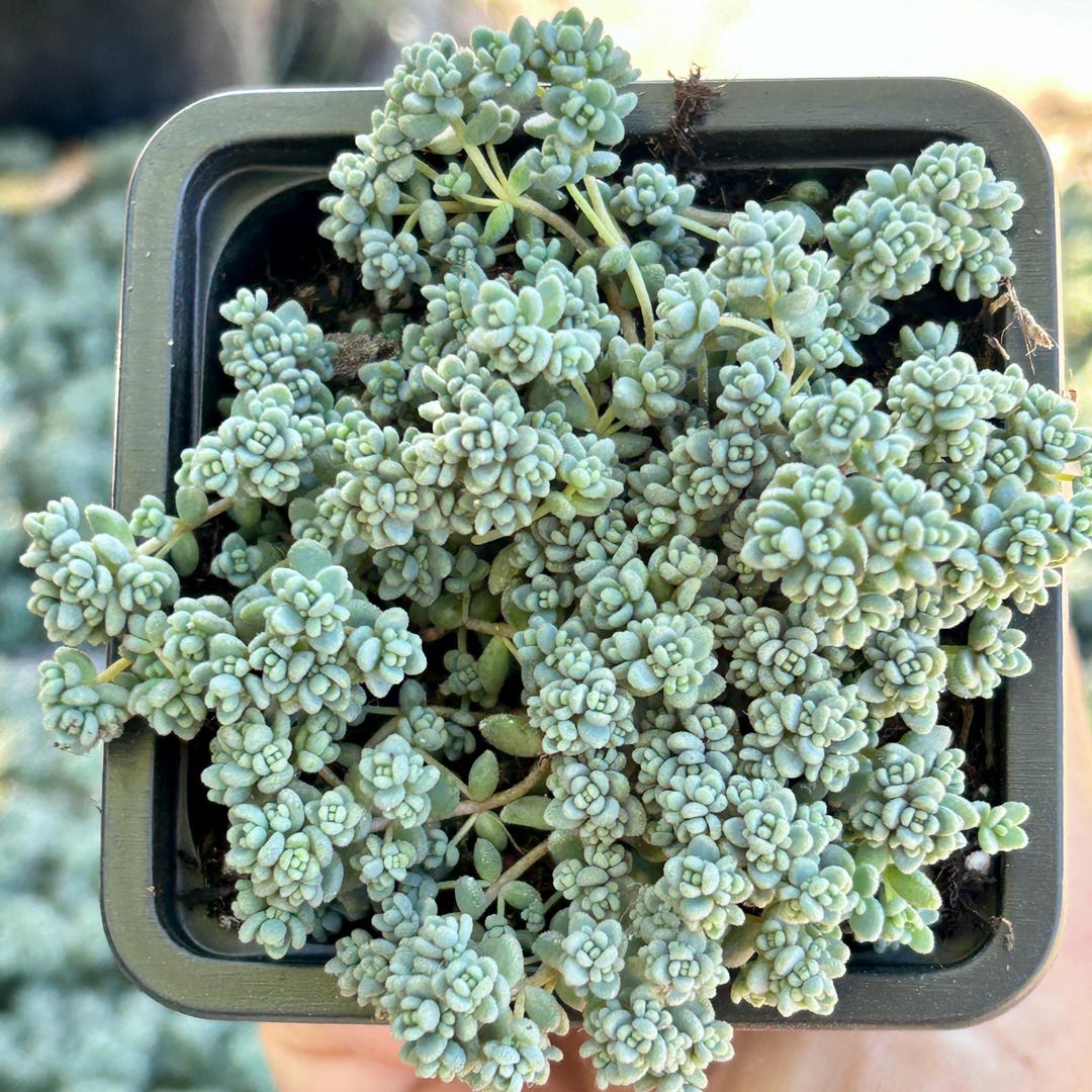 One 3" Sedum Dasyphyllum ' Blue Tears’ Pot Purple Blue Green Succulent ...