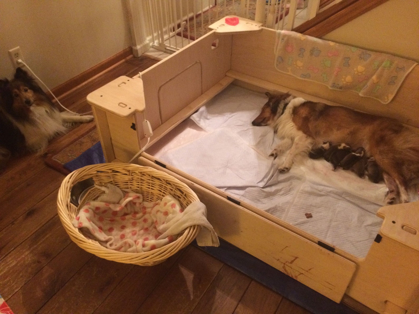 Whelping Box Weaning Box Large Dog/puppy Pen Quickwhelp - Etsy