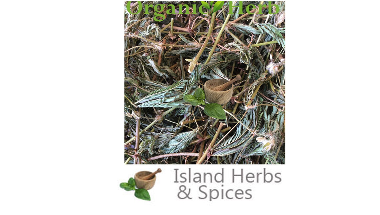 Shama Macka (mimosa Pudica) Loose Leaves -organic- Wild Grown Jamaican ...