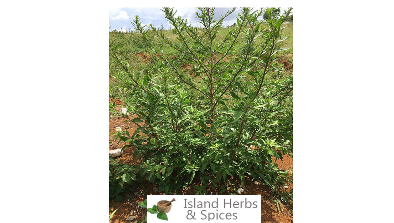 Epazote Chenopodium Ambrosioides - Semi Contra. Loose Leaves -organic ...