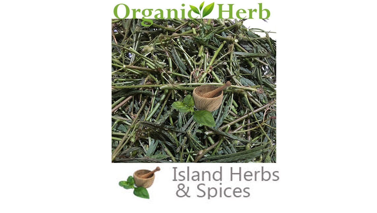 Shama Macka (mimosa Pudica) Loose Leaves -organic- Wild Grown Jamaican ...