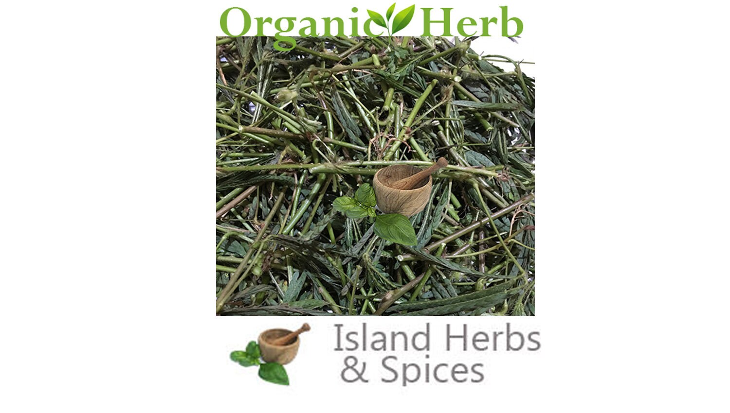 Shama Macka (mimosa Pudica) Loose Leaves -organic- Wild Grown Jamaican ...