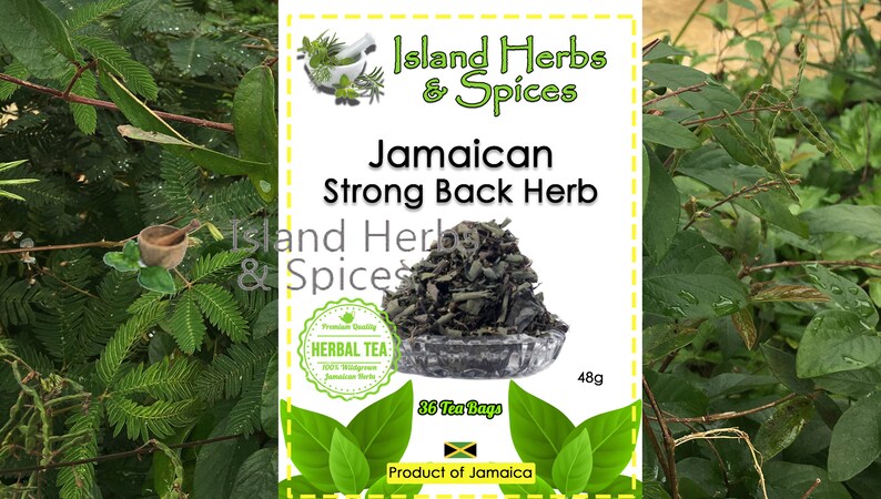 Strong Back Jamaican Herb (desmodium Incanum) 36 Tea Bags - Etsy