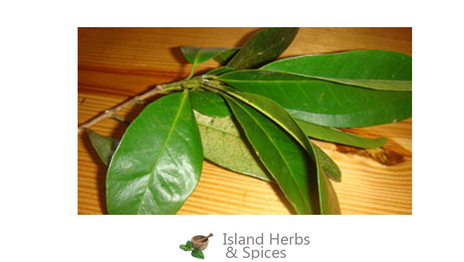 Pimento Leaves, Jamaican Spice - Crush Leaves - Etsy