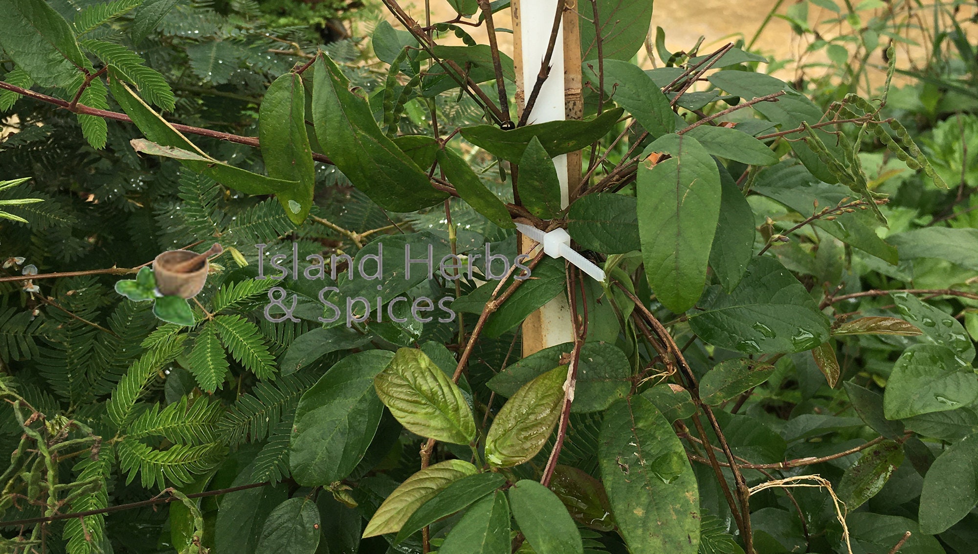 Strong Back Jamaican Herb (desmodium Incanum) 36 Tea Bags - Etsy