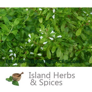 Dried Jamaican Mint Tree, Kama Sutra Menta - Etsy