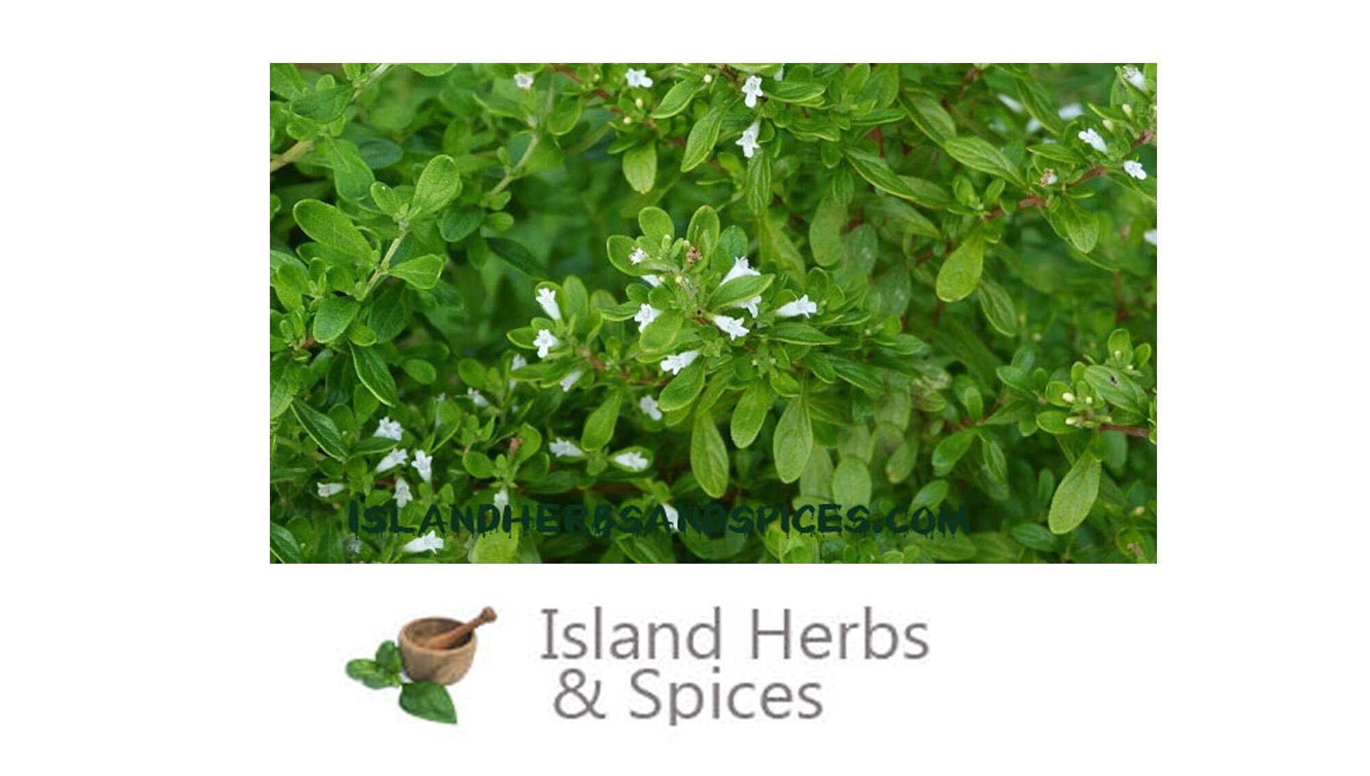 Dried Jamaican Mint Tree Kama Sutra Menta - Etsy