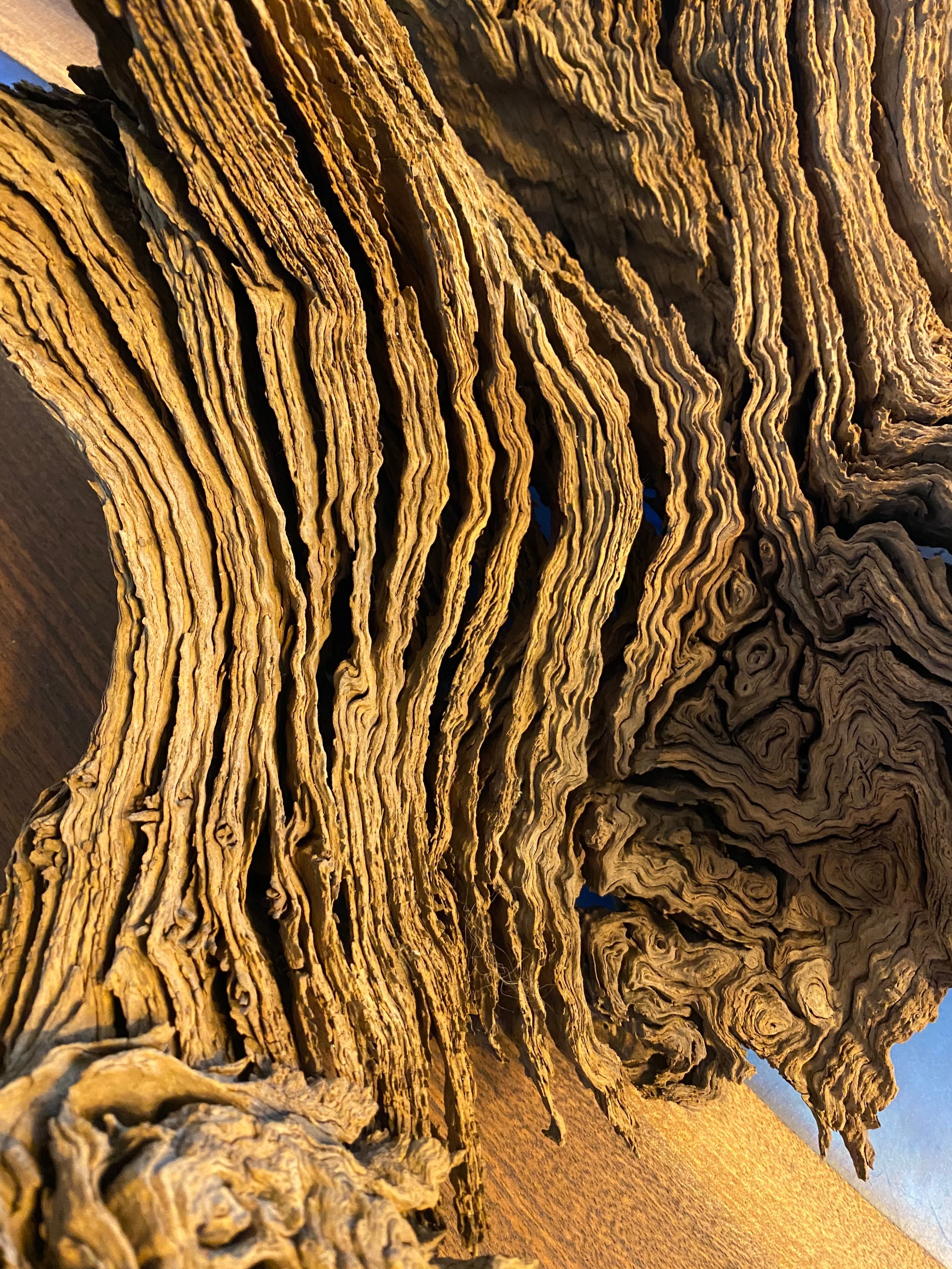 Beautiful Drift Wood, Carved by Time Itself - Etsy