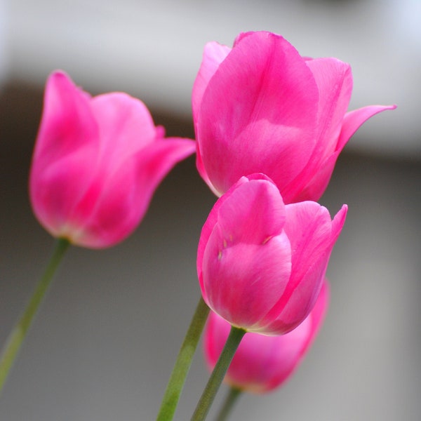 Tulip Shaped Cups - Etsy