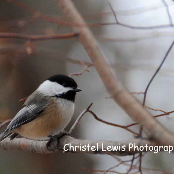 Inspirational Singing Chickadee, Chickadee Photography,singing ...