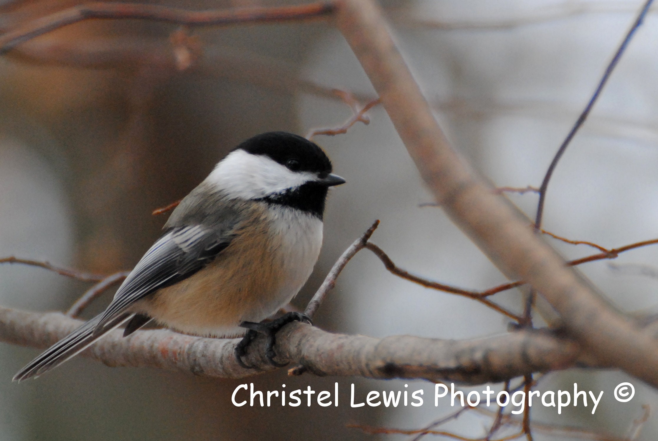 Black Capped Chickadee Photography Print, Chickadee Photo, Chickadee on ...