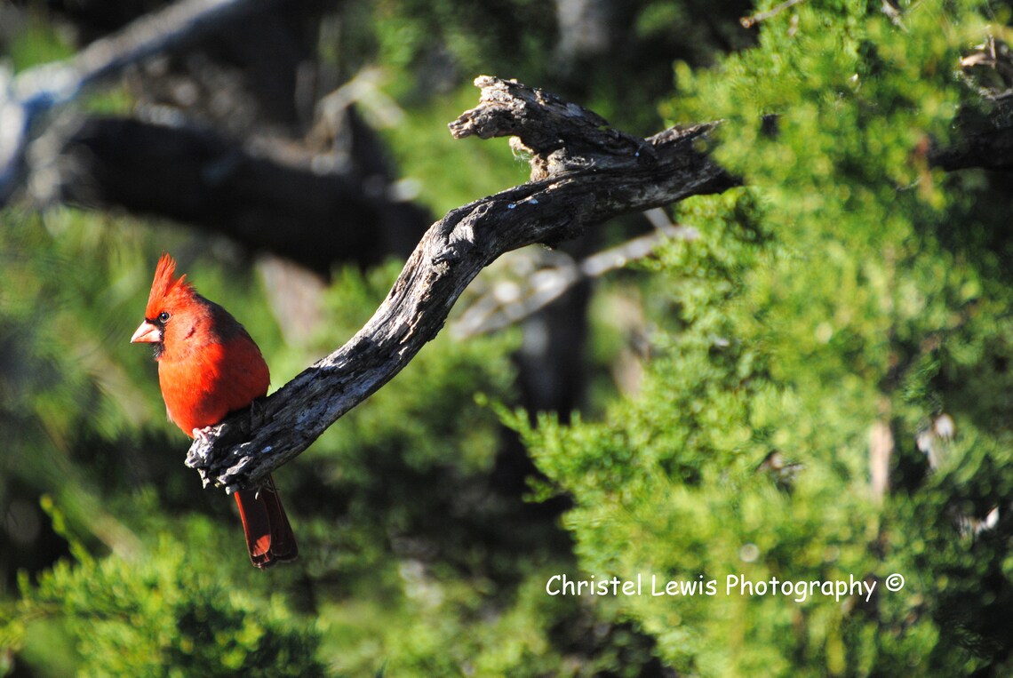 Male Northern Cardinal Photography Print Cardinal in a Tree - Etsy