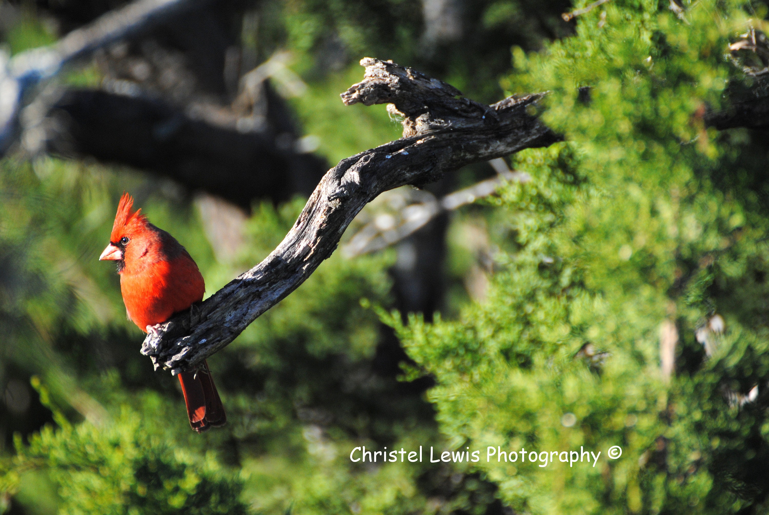 Male Northern Cardinal Photography Print, Cardinal in a Tree Photo ...