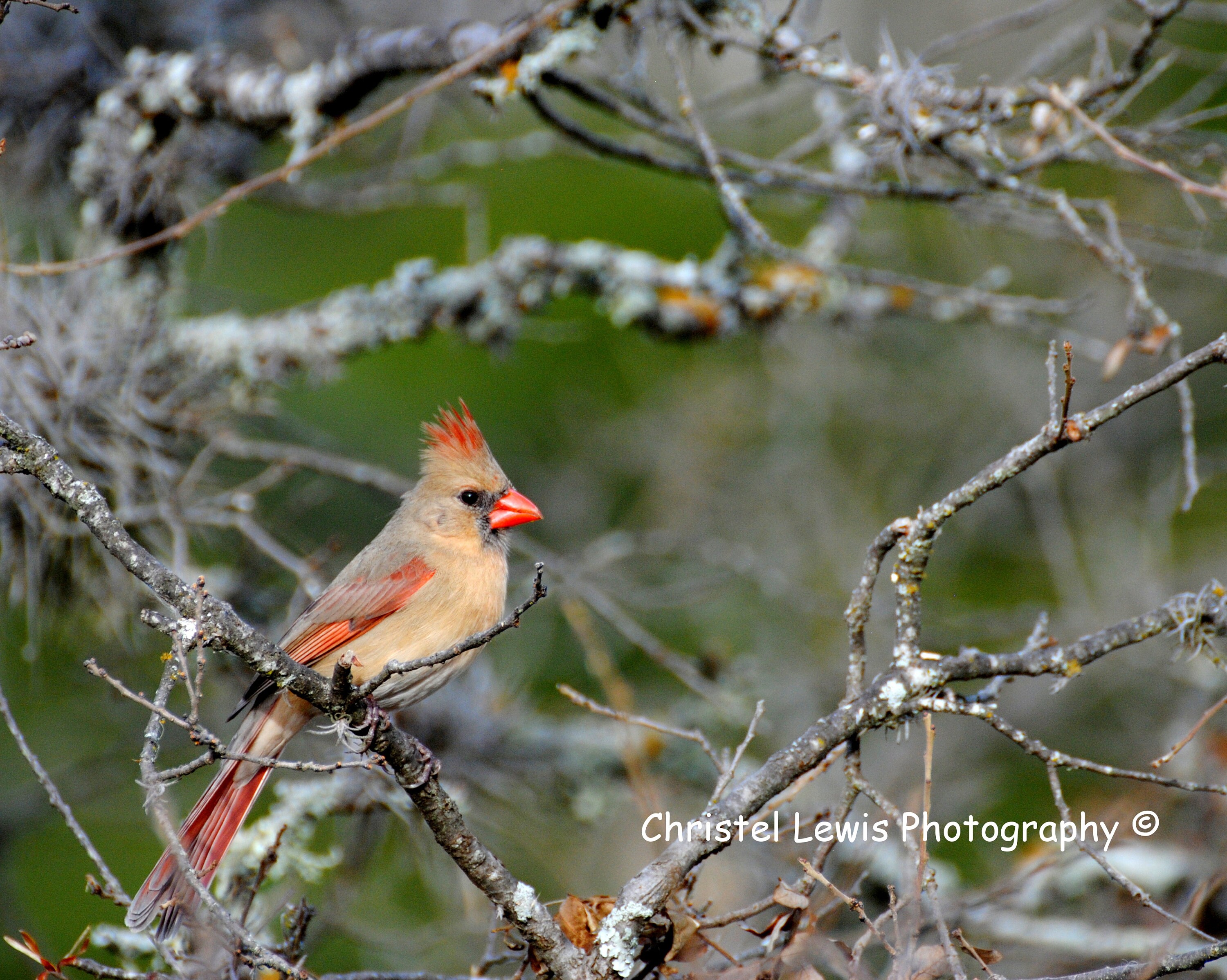 Female Northern Cardinal Photography Print, Cardinal in a Tree Photo ...