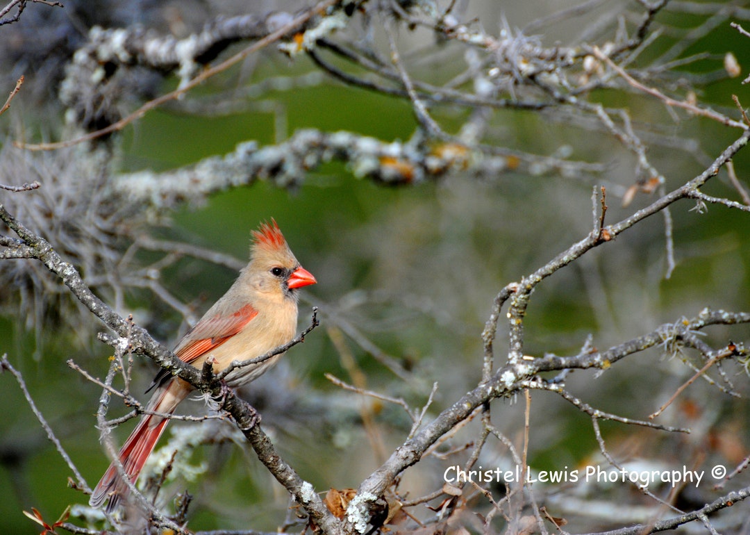 Female Northern Cardinal Photography Print, Cardinal in a Tree Photo ...