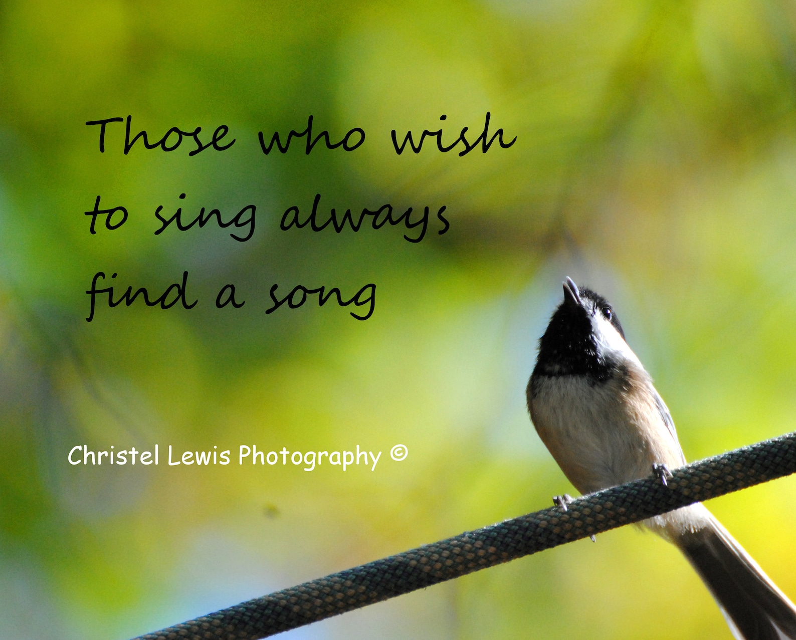 Inspirational Singing Chickadee Chickadee Photographysinging - Etsy