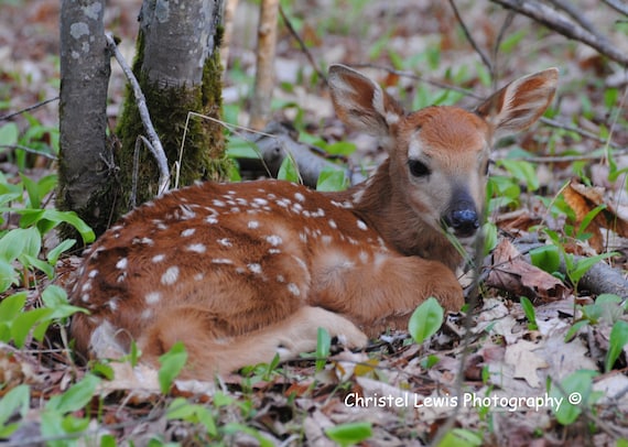 Fawn Laying Down Photography Print Fawn Photography Young | Etsy
