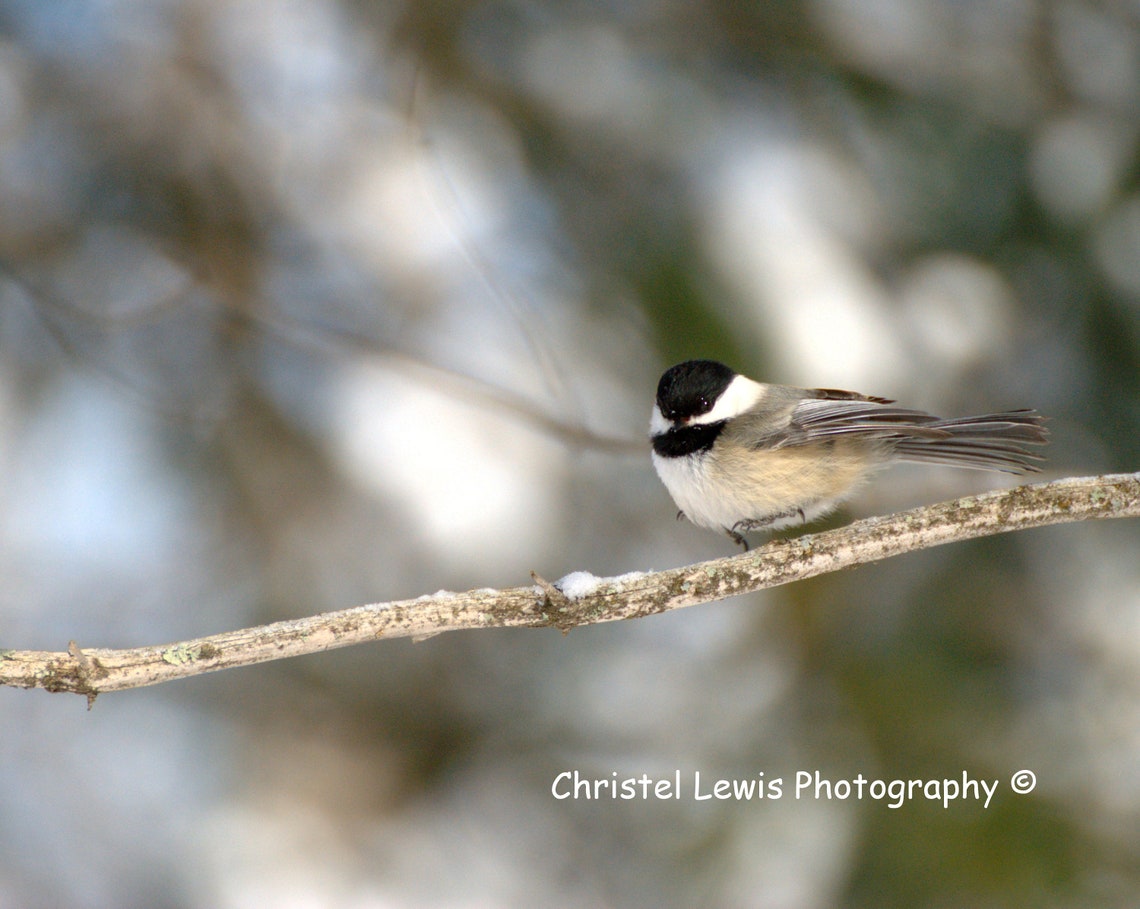 Black Capped Chickadee Flying Onto Branch Photography Print, Chickadee ...