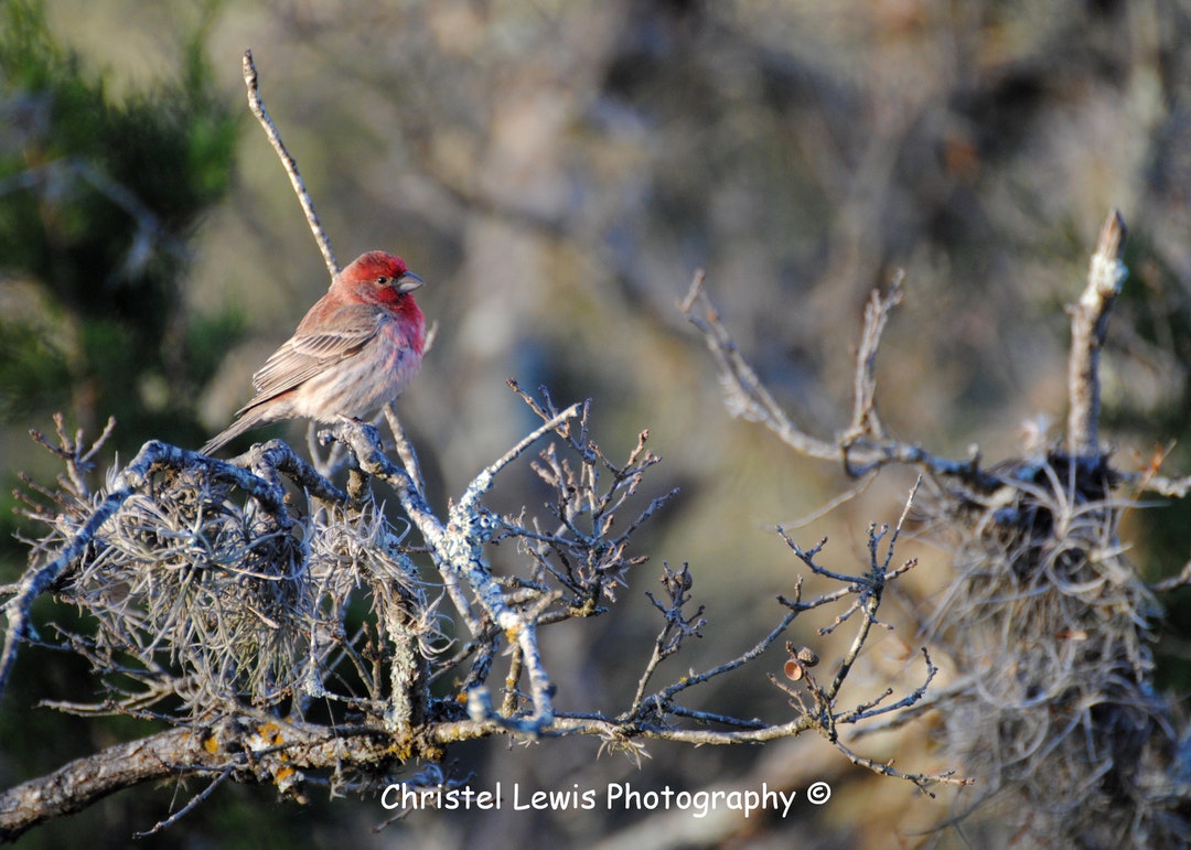 House Finch Photo Print, Songbird Photography, Bird in a Tree Photo ...