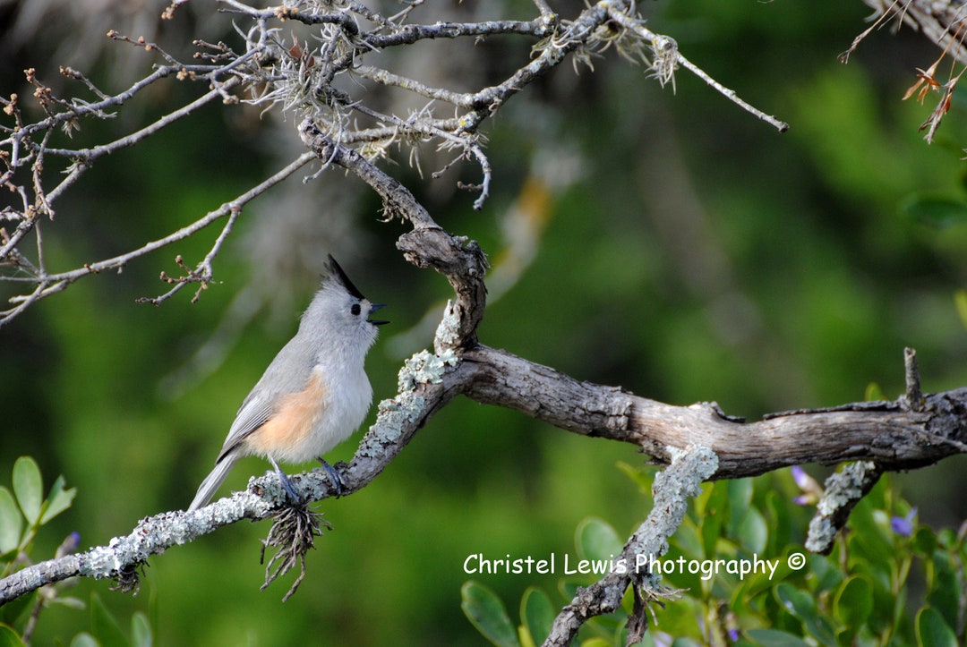 Tufted Titmouse Photography Print, Bird Photography, Titmouse on a ...