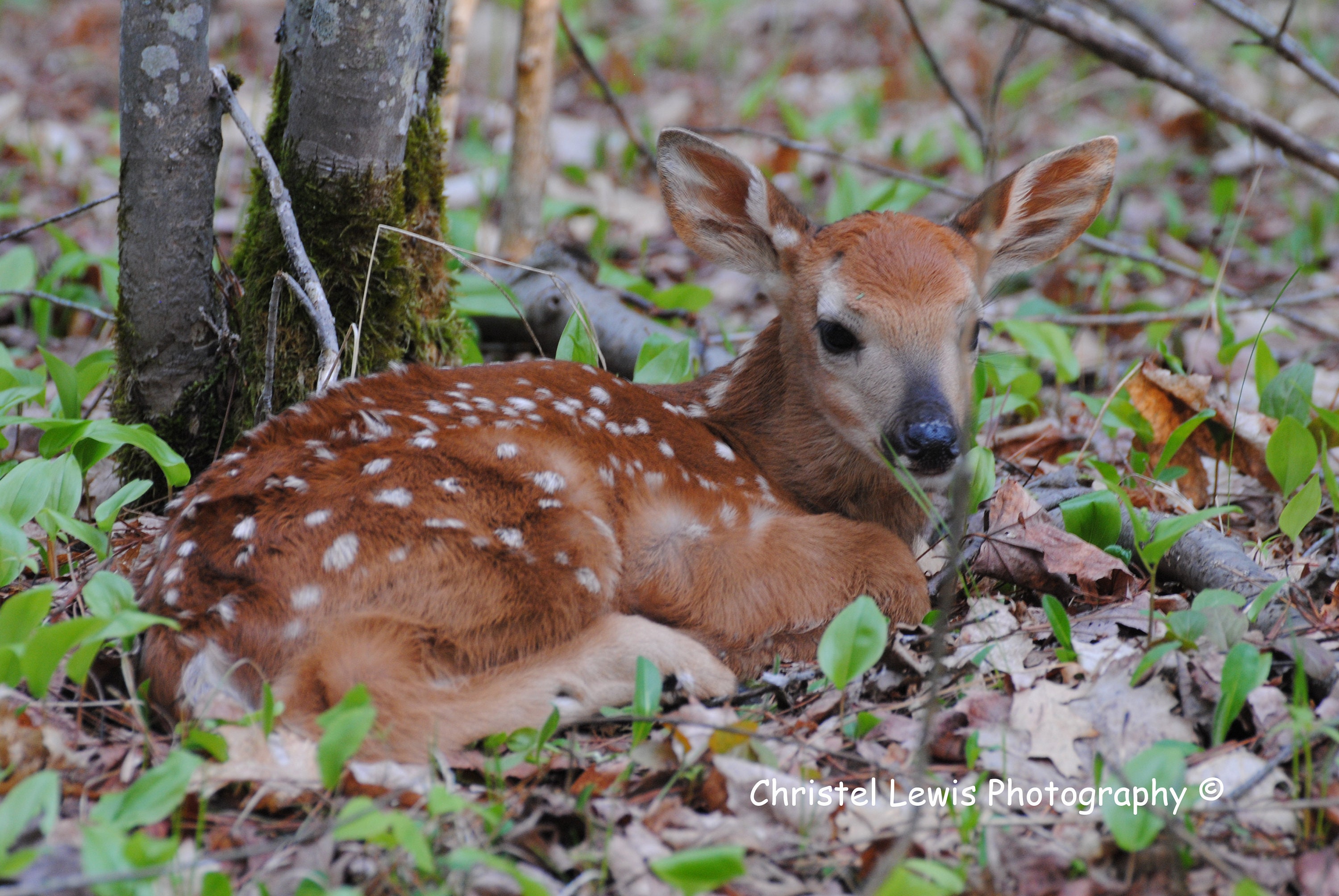 Fawn Laying Down Photography Print Fawn Photography Young - Etsy
