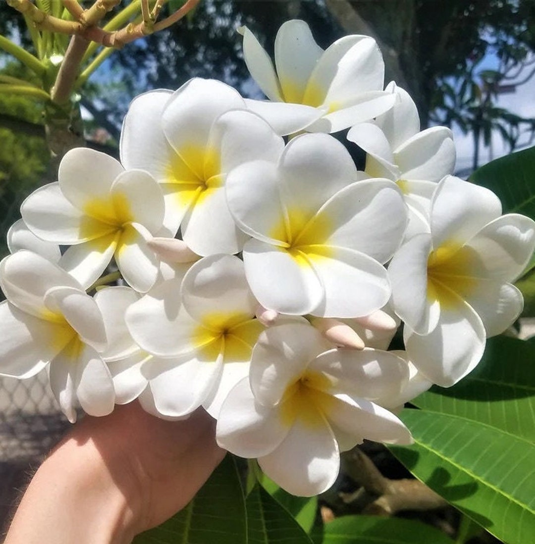 Samoan Fluff: White Plumeria Cutting 10-12 Inches - Etsy
