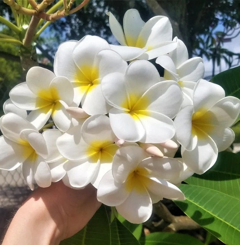 Samoan Fluff: White Plumeria Cutting 10-12 Inches - Etsy