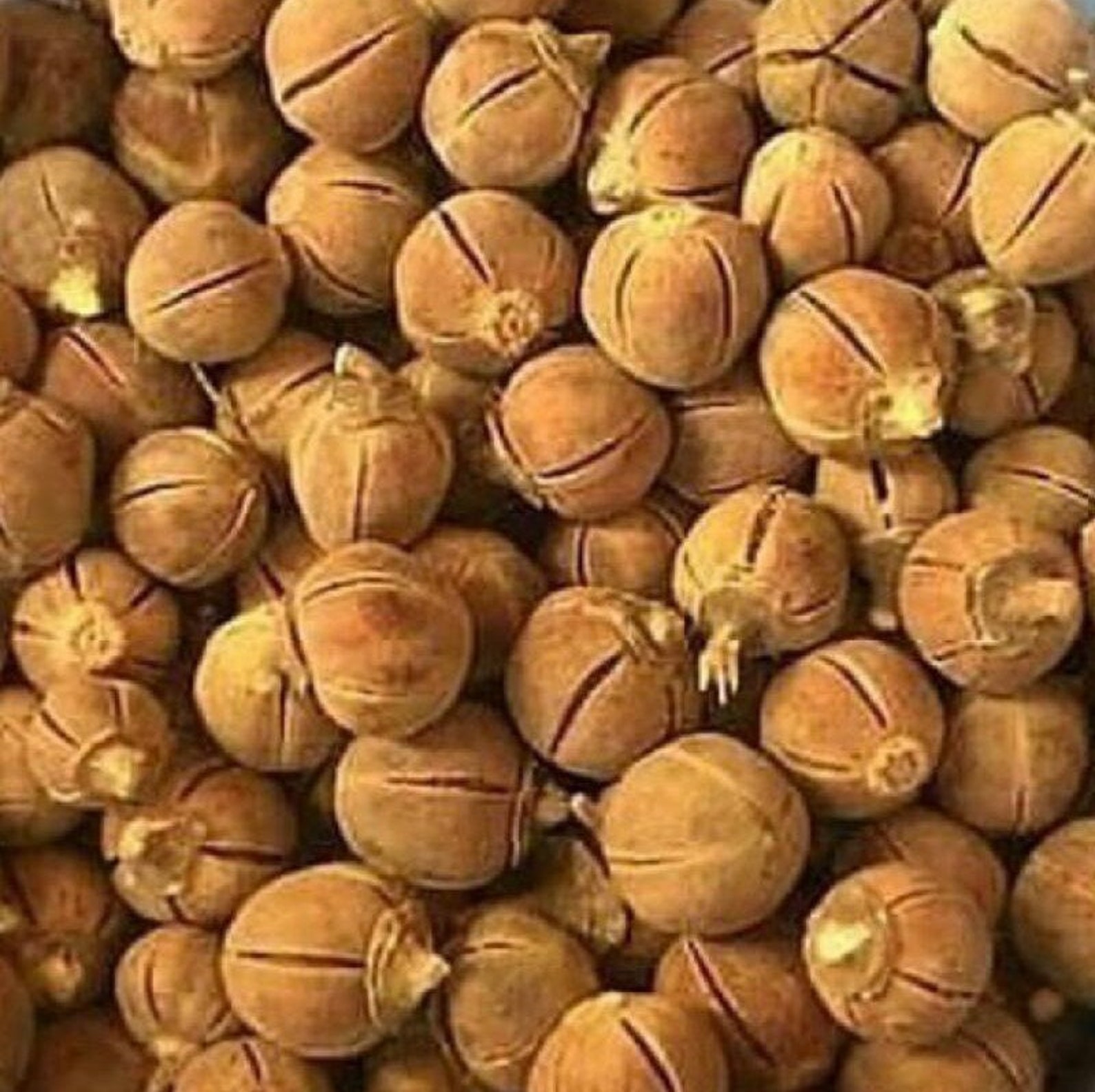 Goron Tula/snot Apple/tree Hibiscus/thespesia/silky Kola - Etsy