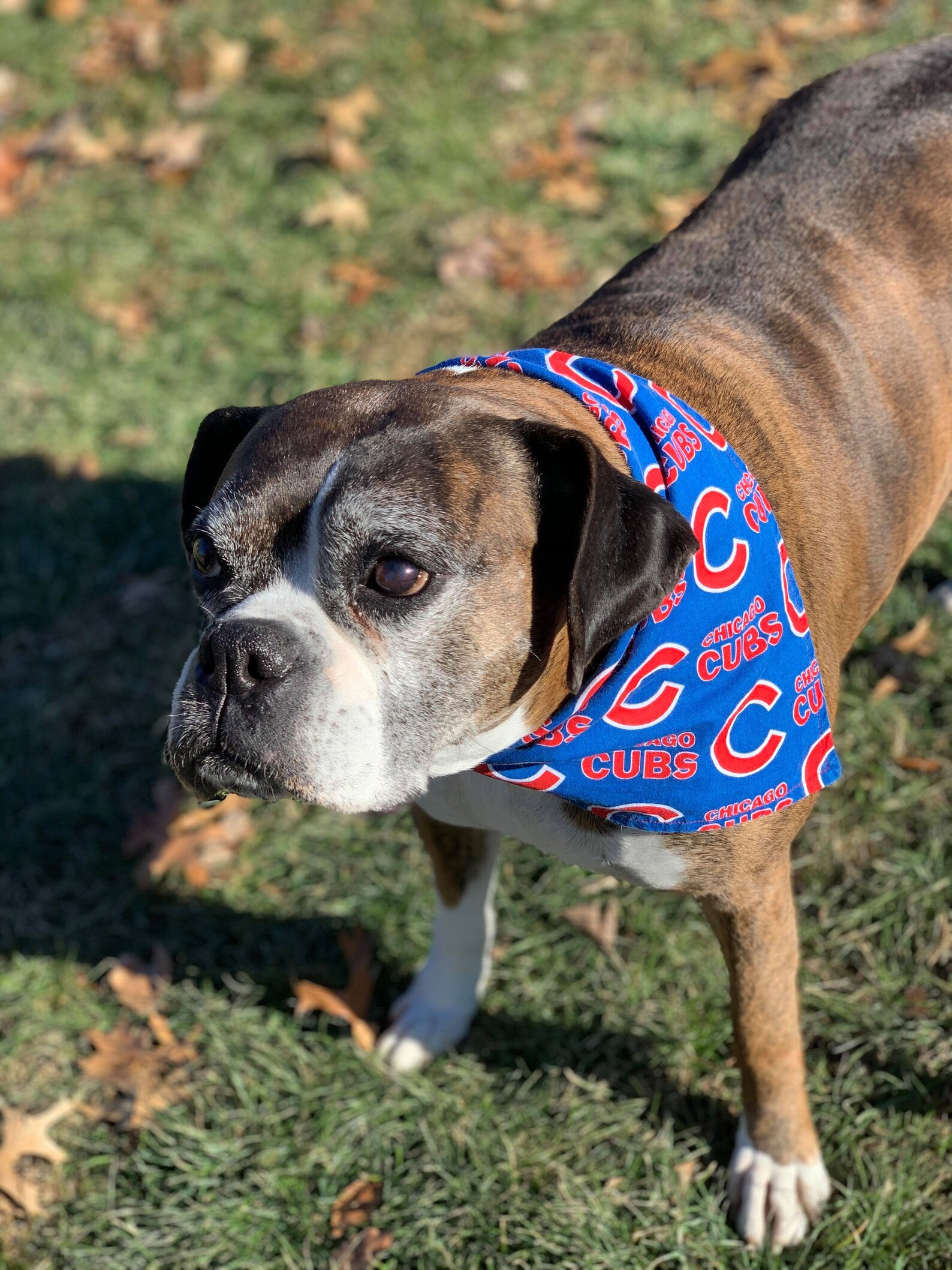 Chicago Cubs-rizz Dog Bandana; Tie On - Etsy