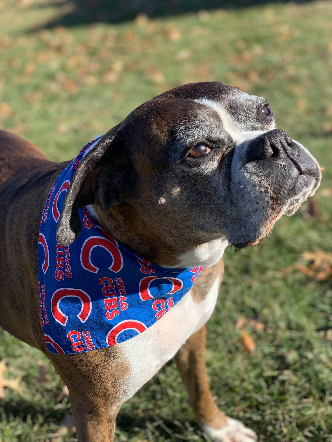 Chicago Cubs-rizz Dog Bandana; Tie On - Etsy