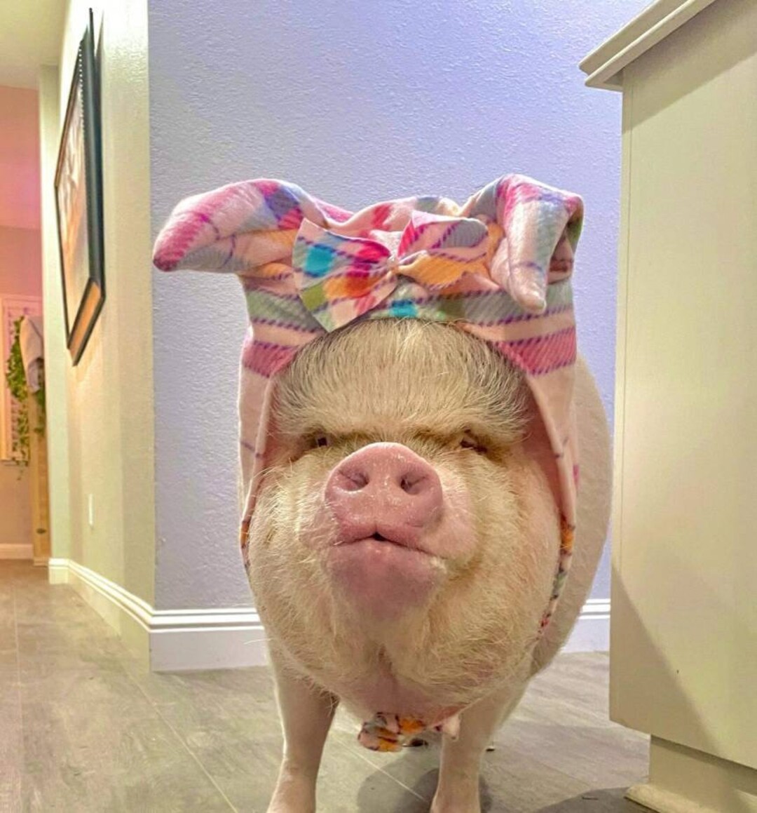 Miniature Pig Floppy Ear Hat - Etsy