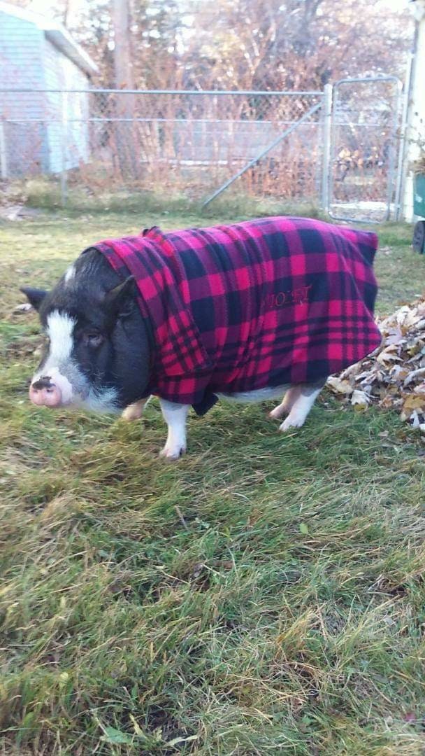 Mini Pig Double Blizzard Fleece Coats With a Flip up Collar to | Etsy
