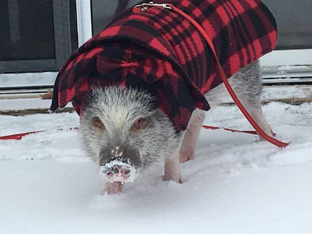 Mini Pig Double Blizzard Fleece Coats With a Flip up Collar to Protect ...