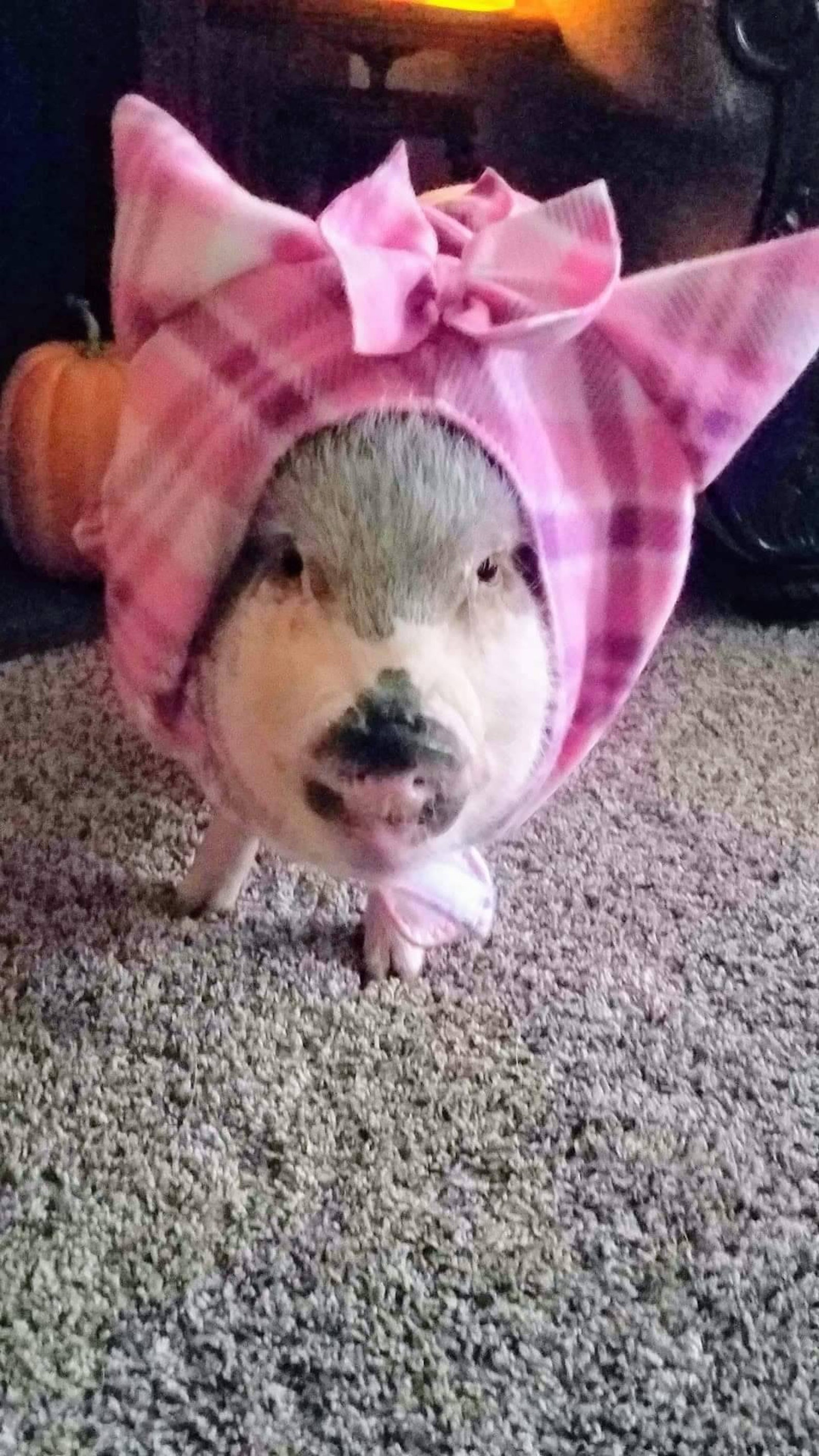 Miniature pig floppy ear hat | Etsy