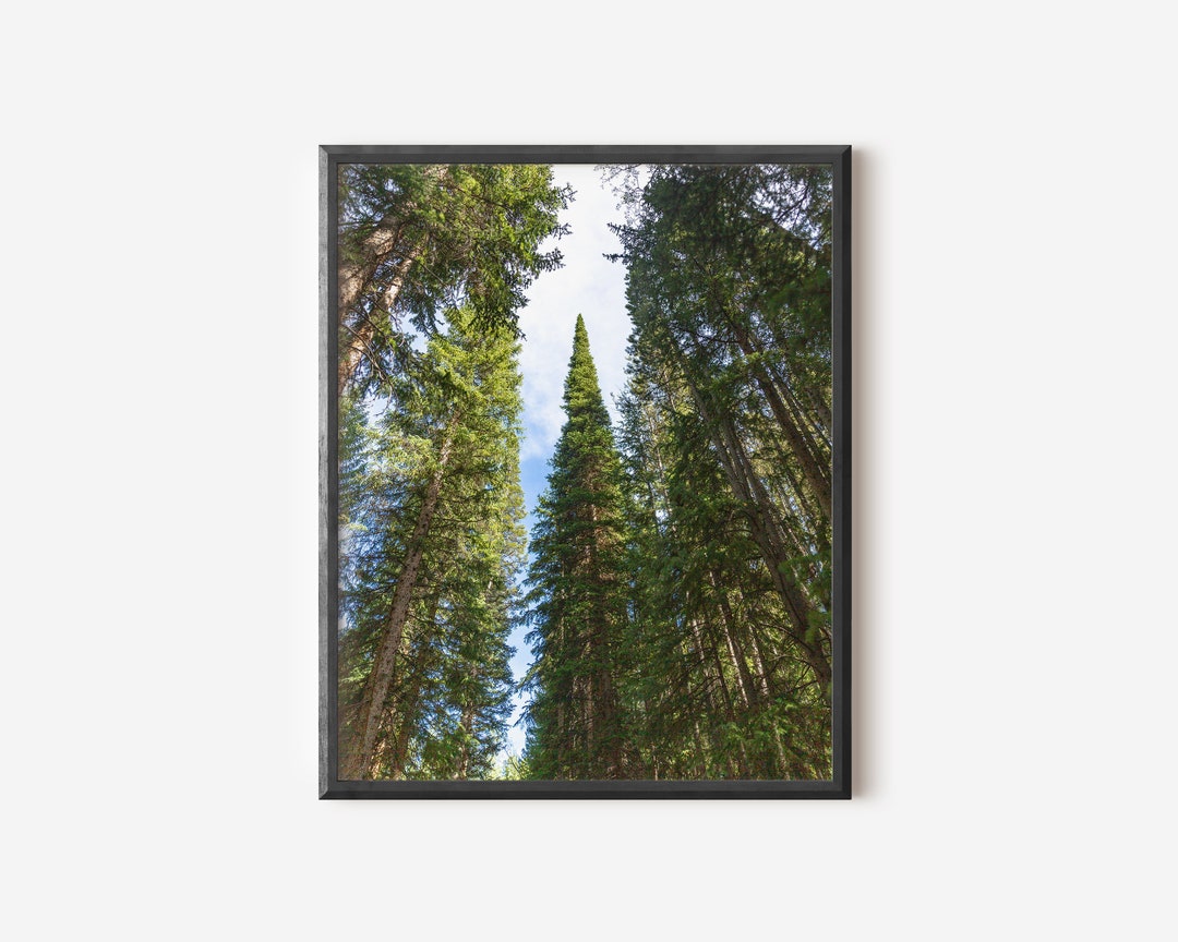 Breckenridge Wilderness: Tranquil Tree Photography, Emerald Haven ...